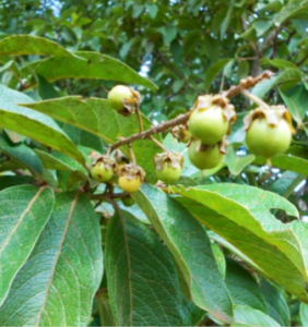 Byrsonima crassifolia – Catálogo Flora y Fauna