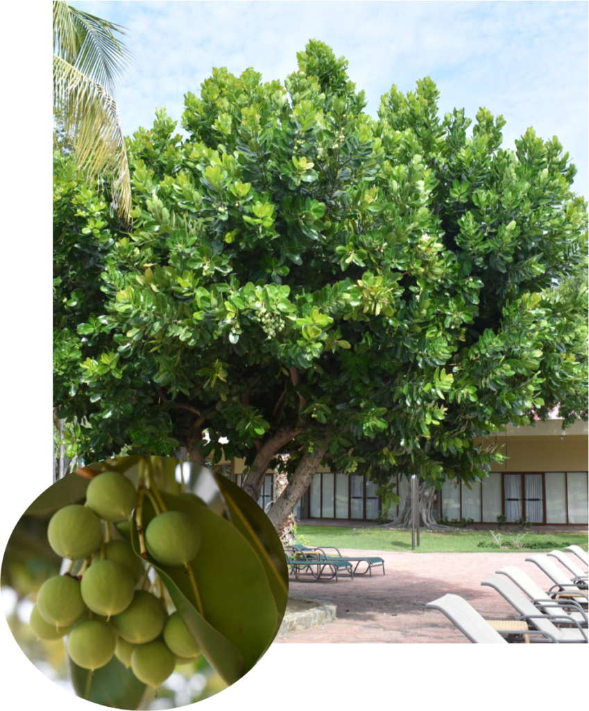 Calophyllum inophyllum – Catálogo Flora y Fauna