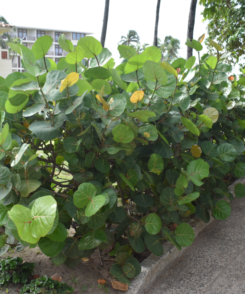 Coccoloba uvifera – Catálogo Flora y Fauna