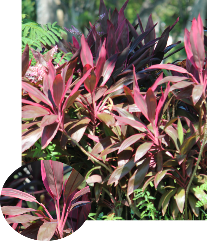 Cordyline rubra – Catálogo Flora y Fauna
