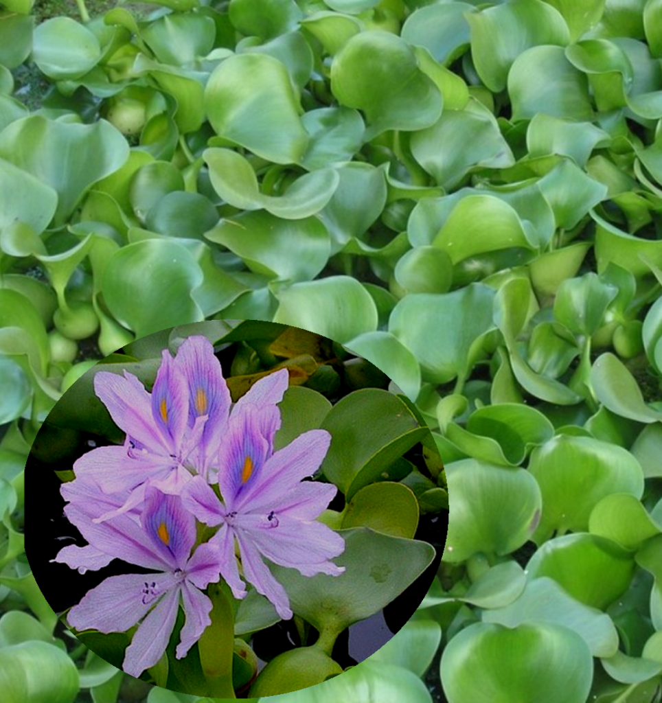 Scala – Página 2 – Catálogo Flora y Fauna