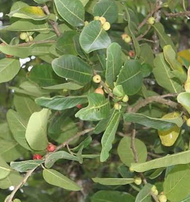 Ficus trigonata – Catálogo Flora y Fauna