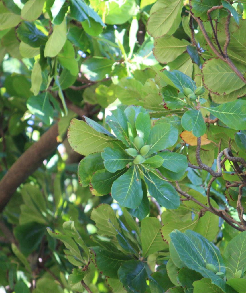 Terminalia catappa – Catálogo Flora y Fauna